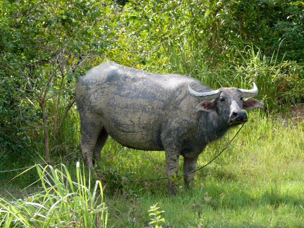 buffel, Koh Samui, Thailand | Fotograaf Dirk Verwoerd, reis-en ...