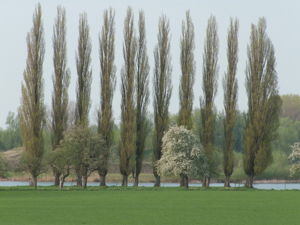 populieren | Fotograaf Dirk Verwoerd, reis-en stockfotografie